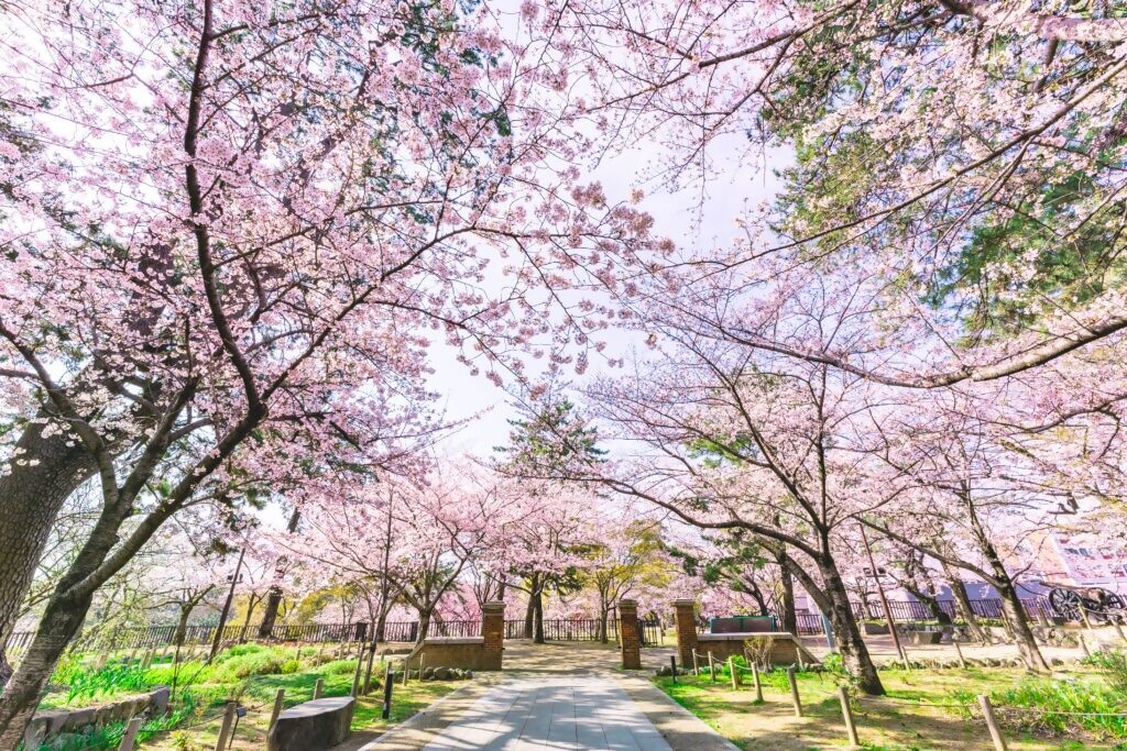 Spring Flowers in Kitakyushu: When and Where to See Cherry Blossoms and ...