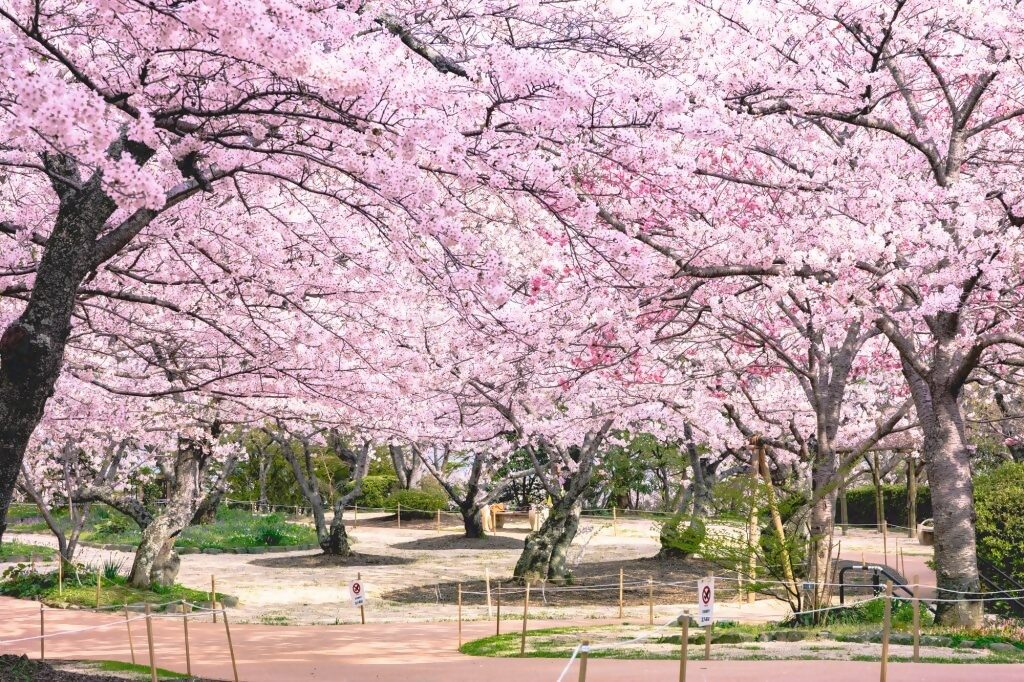 Spring Flowers in Kitakyushu: When and Where to See Cherry Blossoms and ...